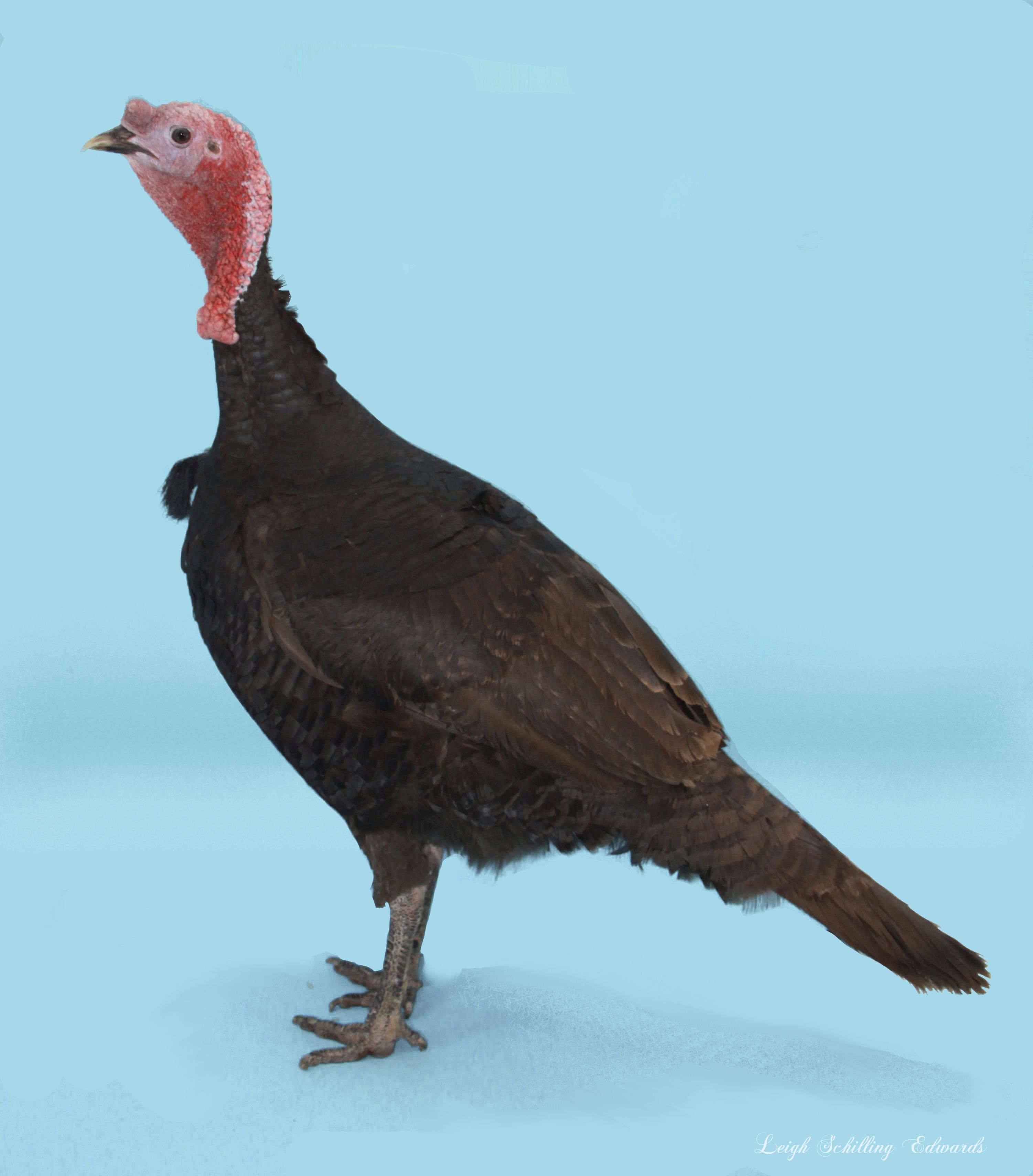 Fall Fire Farm – heritage turkeys