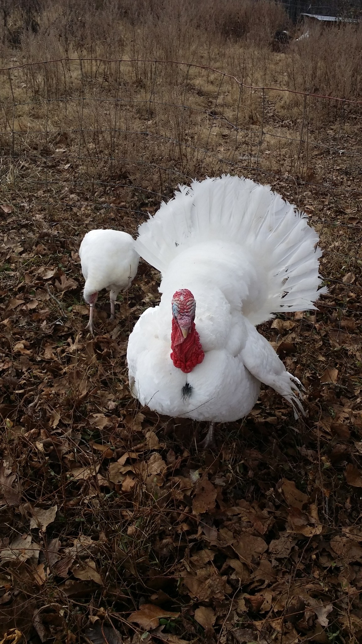 Fall Fire Farm – heritage turkeys