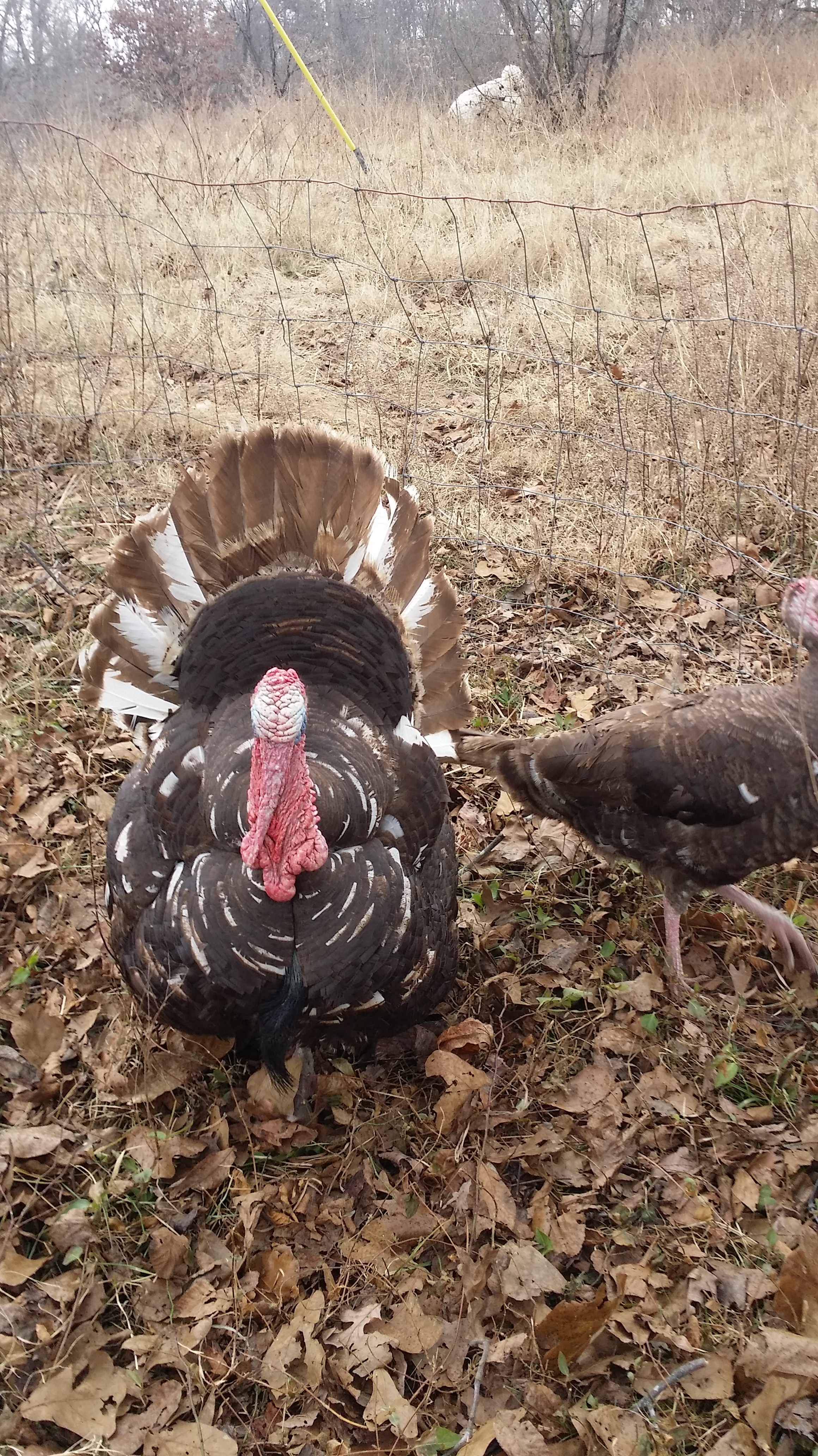 Chocolate Mottled – Fall Fire Farm