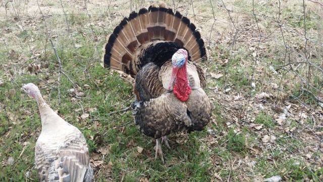 Sweetgrass – Fall Fire Farm