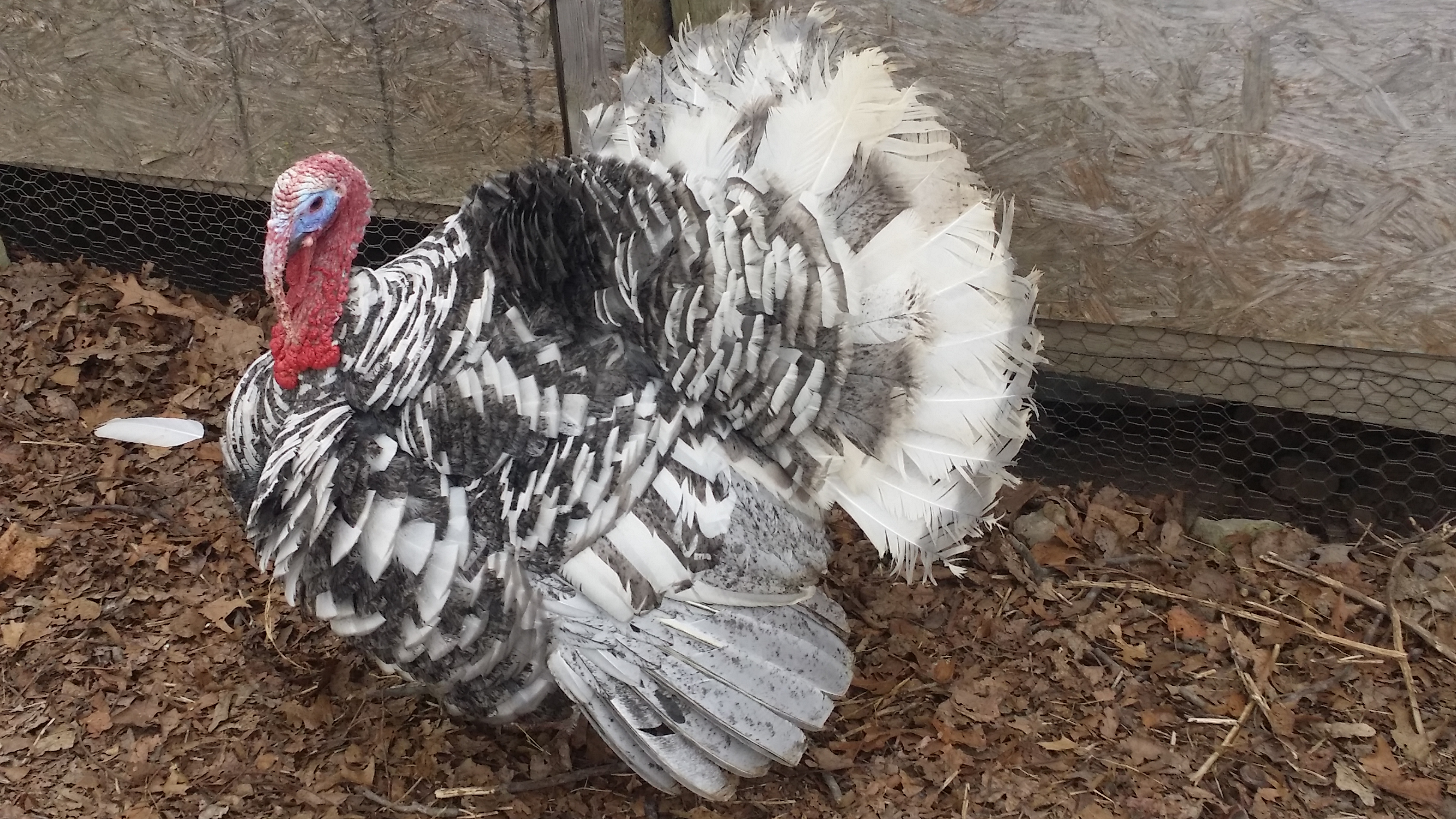 Mottled Slate – Fall Fire Farm