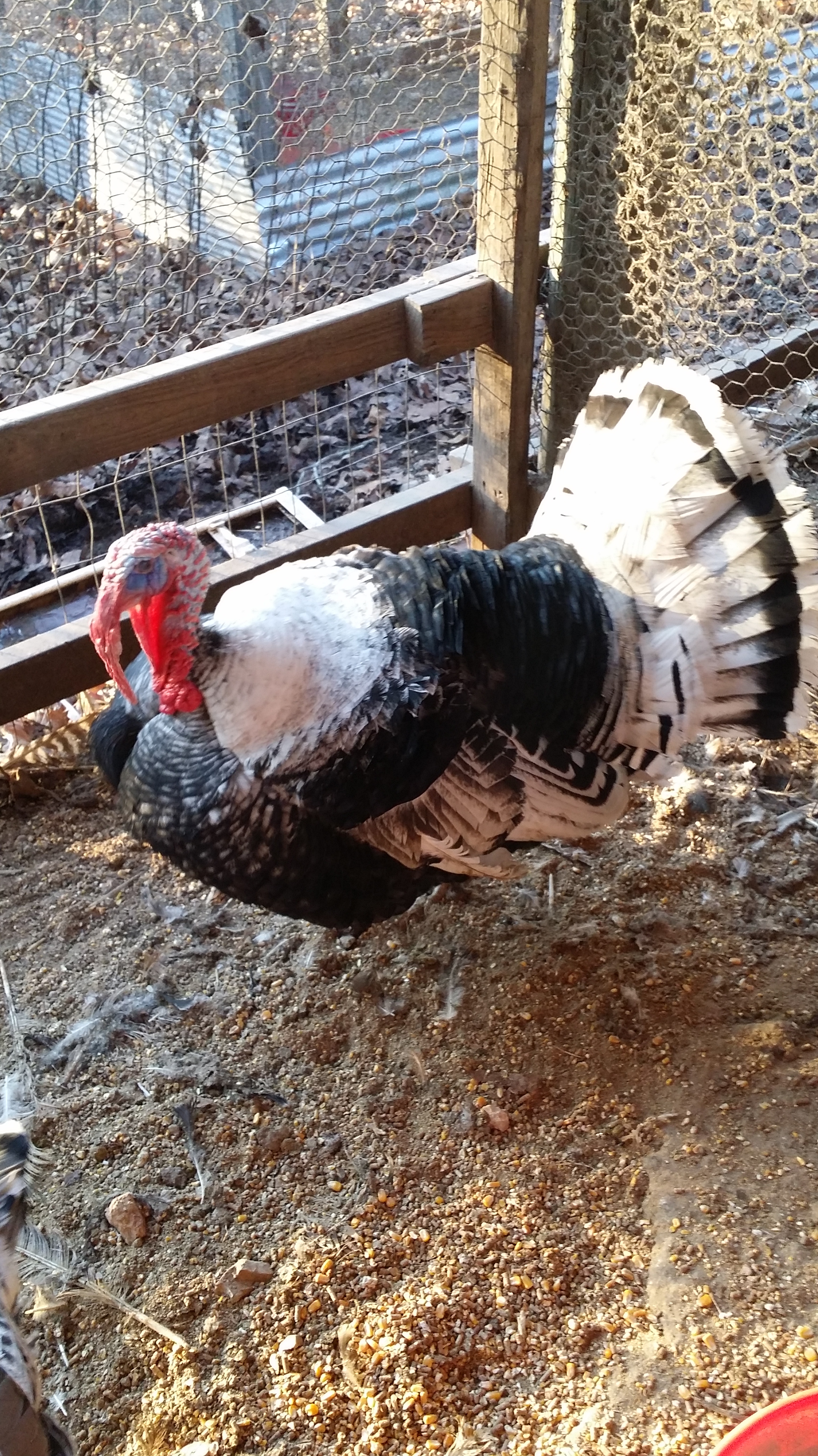 Oregon Grays – Fall Fire Farm